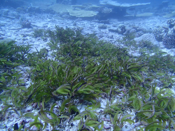 Seagrass Beds Of Biot 4 Living Oceans Foundationliving Oceans Foundation