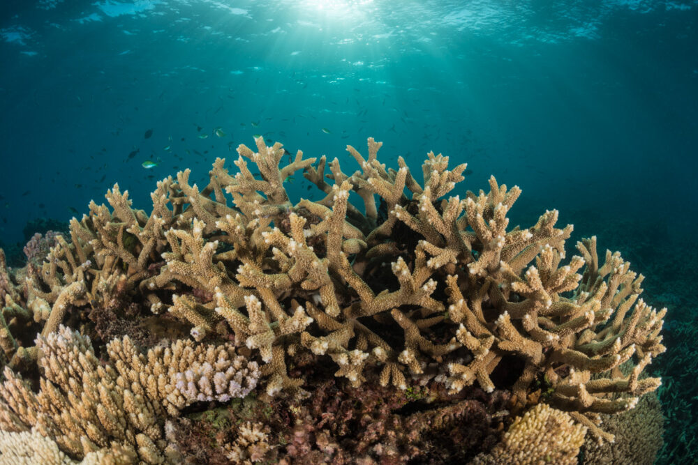 Protecting Coral Reefs On Earth Day And Beyond Living Oceans