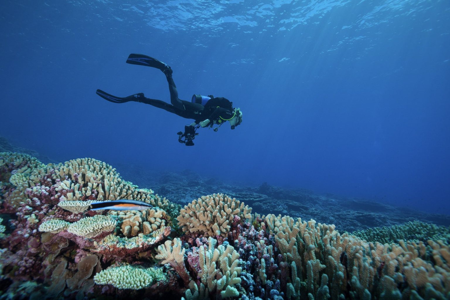 Science-Based Ocean Conservation | Living Oceans Foundation