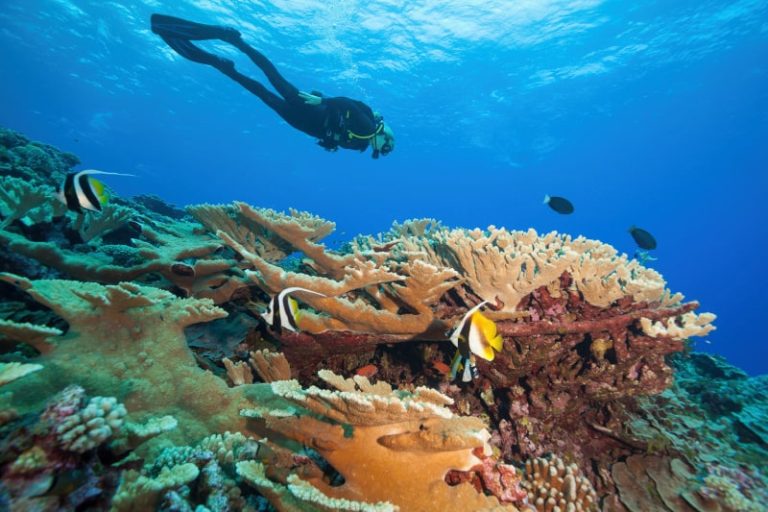 Global Reef Expedition: Research in Atlantic, Pacific & Indian Oceans