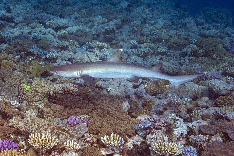 Revisiting the paradigm of shark‐driven trophic cascades in coral reef ...
