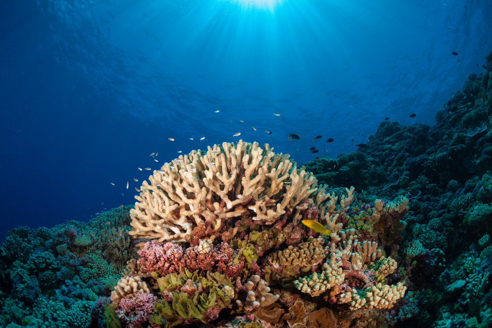 Global Reef Expedition: Research in Atlantic, Pacific & Indian Oceans