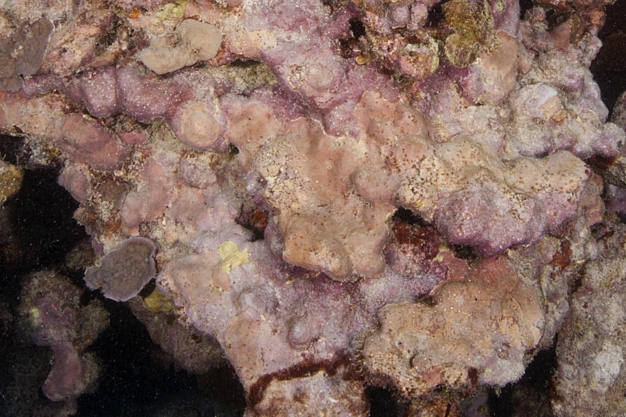 Coral Rubble and CCA: Nature's Cement to Reef Fragments and Dead Coral