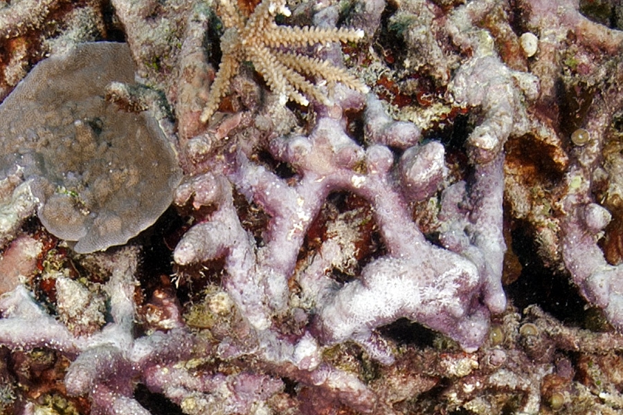 Coral Rubble and CCA: Nature's Cement to Reef Fragments and Dead Coral