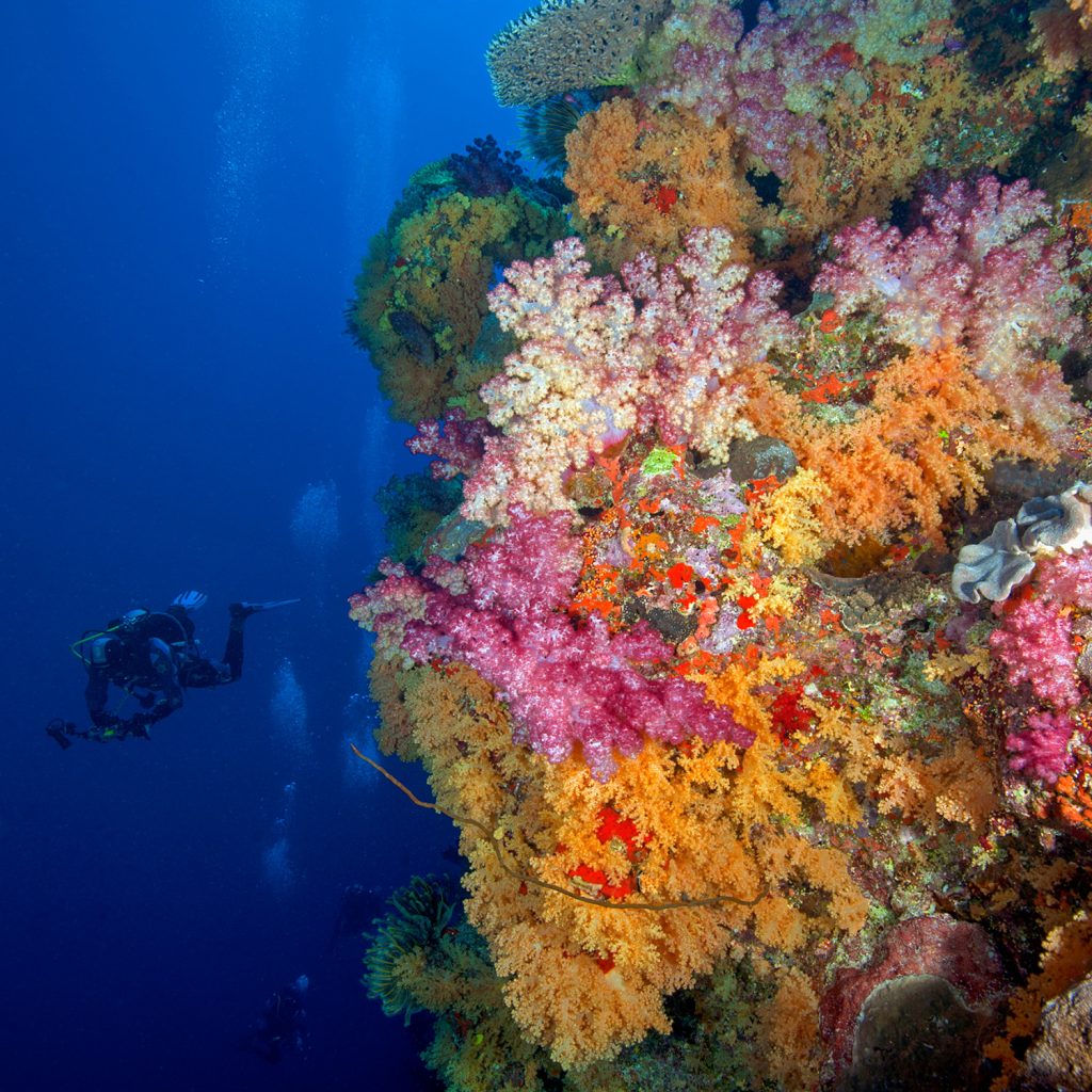 Assessing Coral Reef Health & Resiliency | Living Oceans Foundation