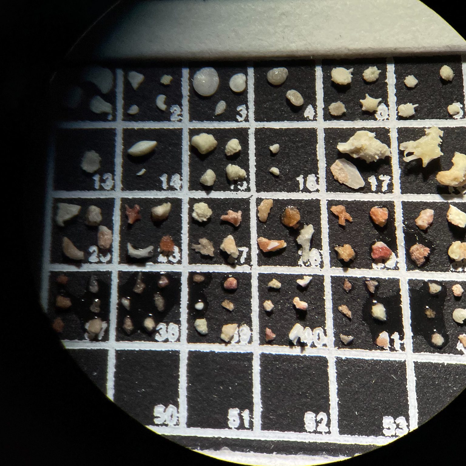 Protist Prophets: Foraminifera as Bioindicators of Coral Reef Health ...