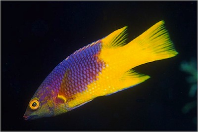 A Male's Tale: Are Terminal Spanish Hogfish Losing Their Sex Appeal?