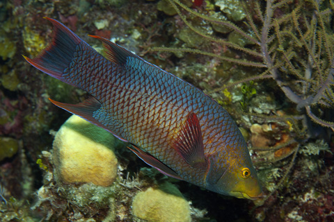 A Male's Tale: Are Terminal Spanish Hogfish Losing Their Sex Appeal?