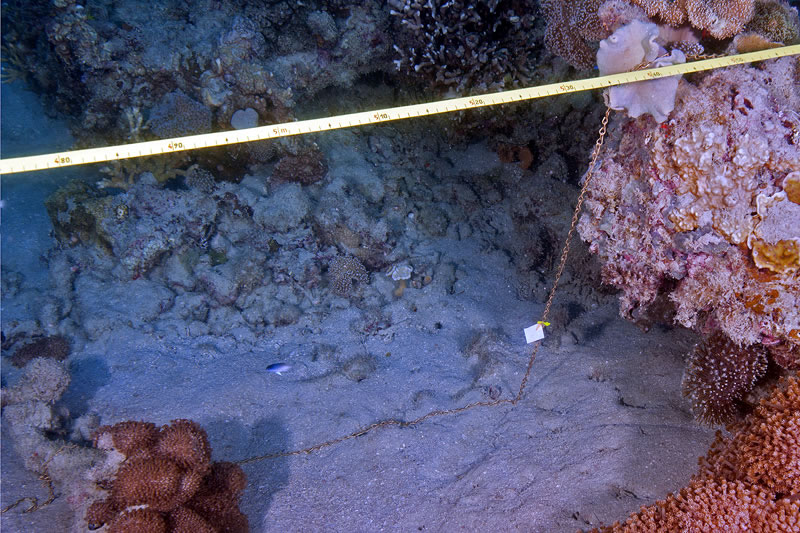 Rugged Reefs: Reef Rugosity of the Great Barrier Reef