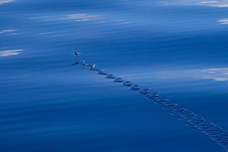 Fantastic Flying Fishes (KSLOF)