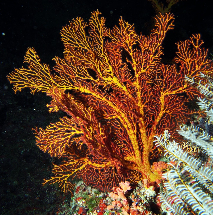 Tonga Coral Reefs - Advances in Coral Reef Conservation