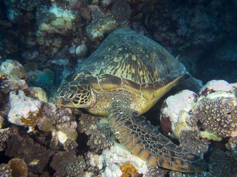 The Hunchback Green Turtle of Aitutaki (KSLOF)