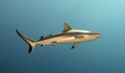 Sharks! of the Great Barrier Reef - KSLOF