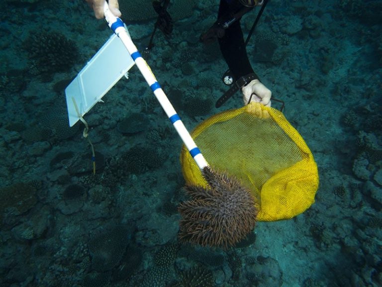 Managing a COTS Outbreak - Living Oceans Foundation