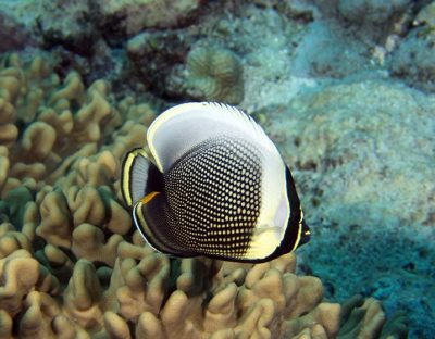 Butterflyfish: Charismatic Coral Cover Indicators (KSLOF)