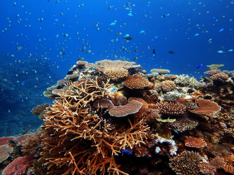 Science Without Borders®: Conserving the Tropics - Living Oceans Foundation