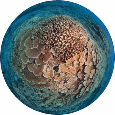 Marine Science Resources for Teachers | Living Oceans Foundation