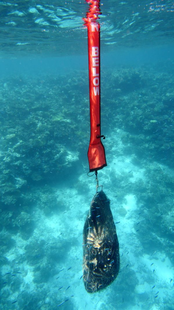 Managing a COTS Outbreak - Living Oceans Foundation