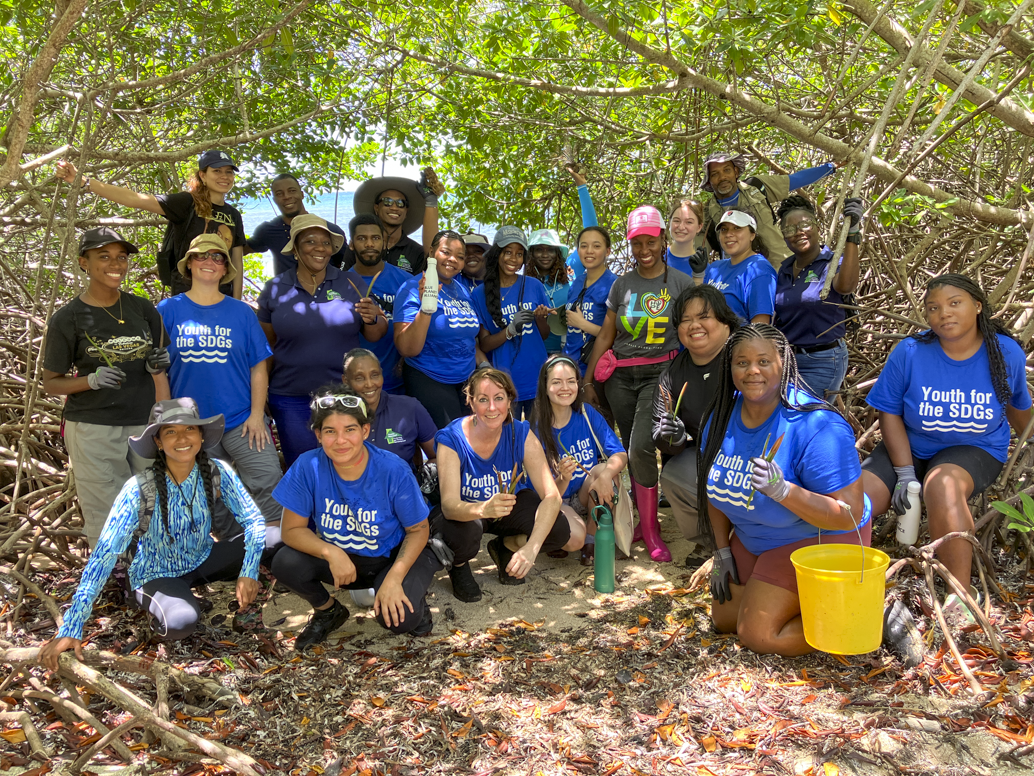 All About Mangroves: Why Do Mangroves Have Aerial Roots? - Living ...